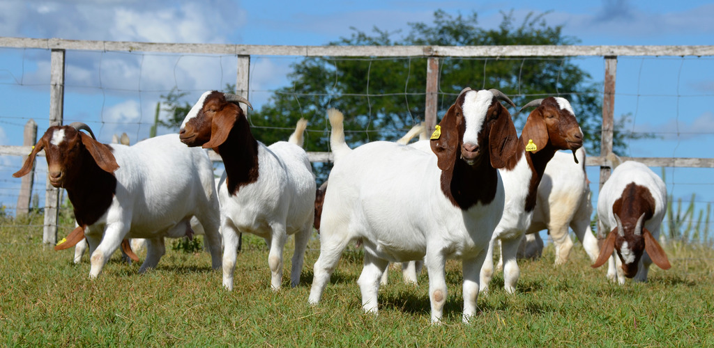 Safe Goat Meat Handling From Start to Finish - Goat Journal